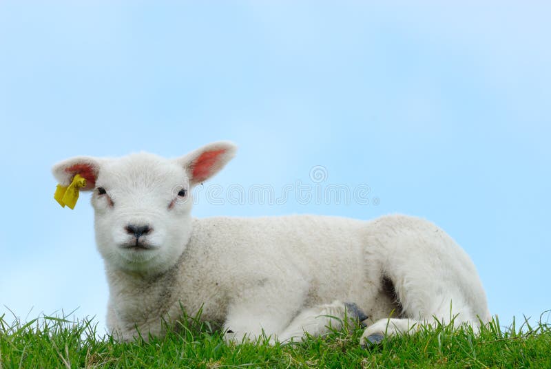 Lamb stock photo. Image of pure, frolic, sheep, animal - 6940546