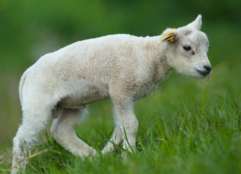 Cute lamb stock image. Image of born, expectant, cute, affectionate ...