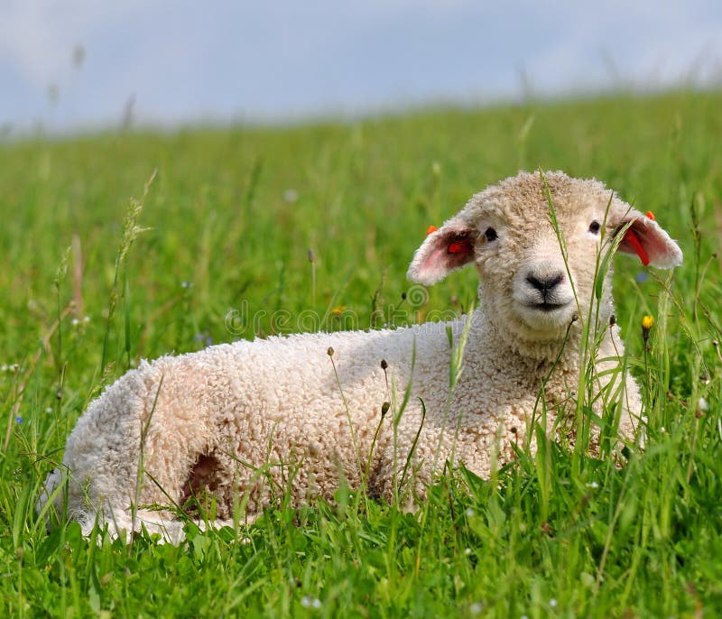 Cute lamb stock photo. Image of agriculture, mammal, maternal - 18173598
