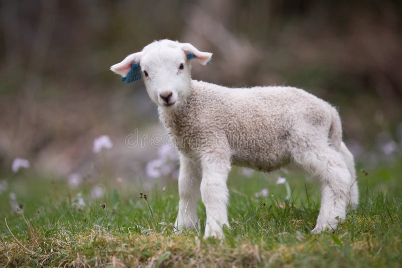 The Cutest Newborn Spring Lamb Ever! Stock Image - Image of gift ...