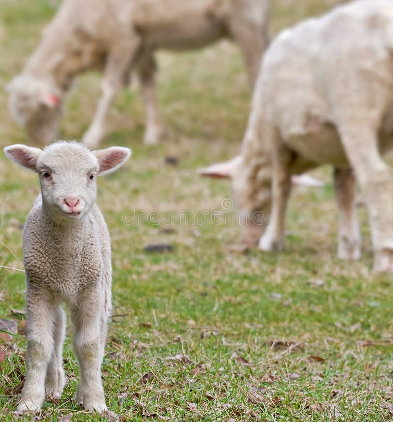 Cute baby lamb stock image. Image of beautiful, lamb, sheep - 7040963