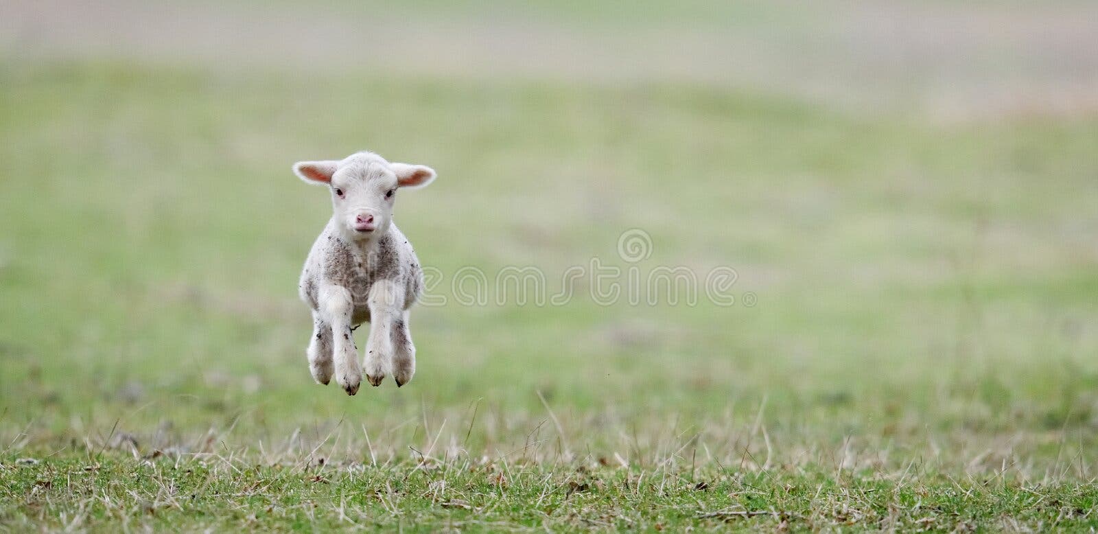 Spring Lamb stock photo. Image of tame, woolly, sheep - 7076920