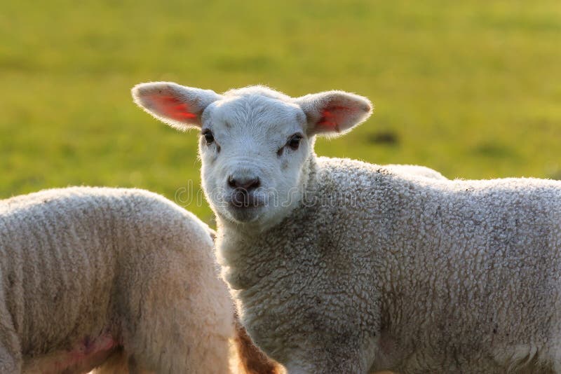 Cute lamb halo stock photo. Image of grazer, face, horizontal - 42616934