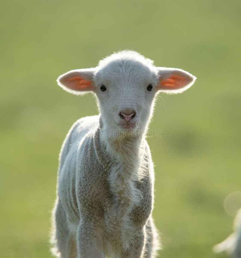 Cute Lamb Looking at Camera Stock Image - Image of adorable, farmland ...