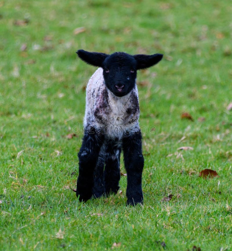 Cute lamb portrait stock image. Image of europe, united - 184527309