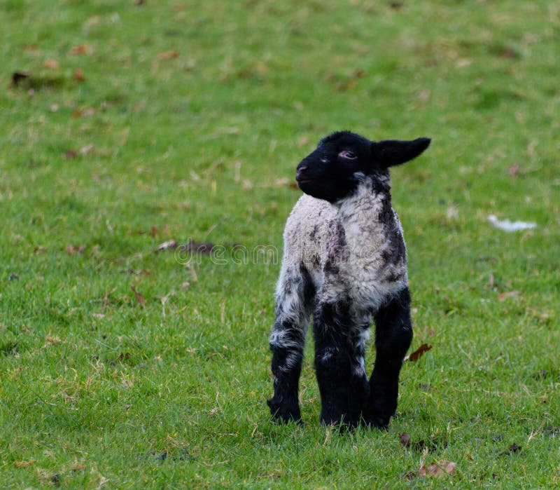 Cute lamb portrait stock image. Image of animal, nature - 184527359