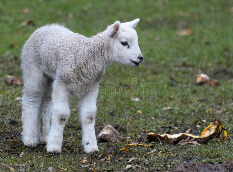 Cute lamb portrait stock image. Image of england, mammal - 184527415