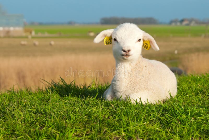 Cute lamb stock photo. Image of infant, farming, born - 5339302