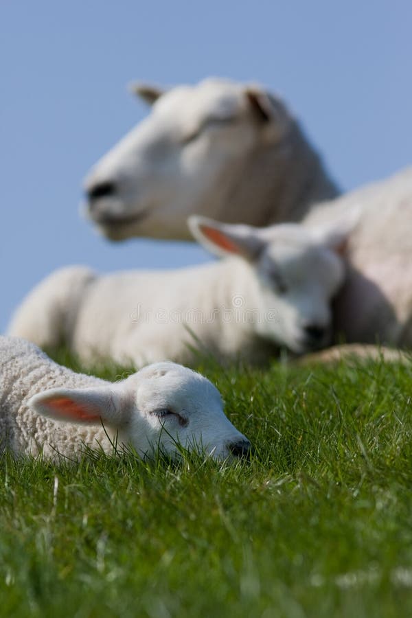 Cute lambs in spring stock image. Image of blue, grass - 5156371