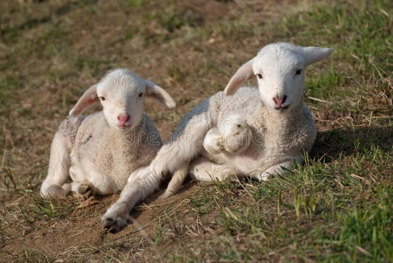 Cute lambs stock photo. Image of sheep, animals, mammals - 27325080