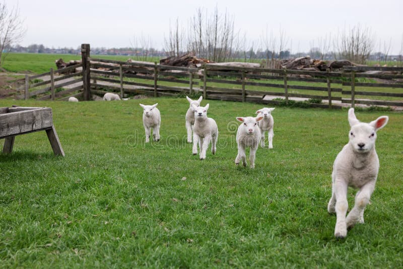 Cute Lambs on Green Field. Farm Animal Stock Photo - Image of livestock ...