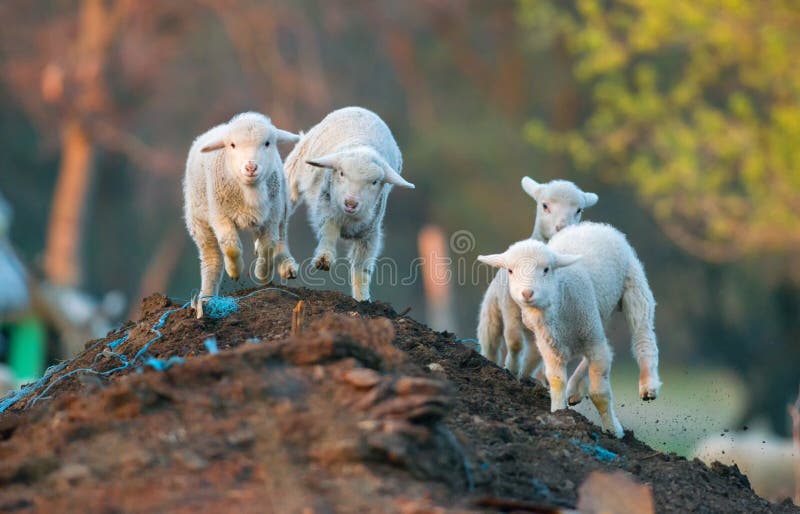 Cute Lambs Running at Farm in Spring Time Stock Photo - Image of life ...