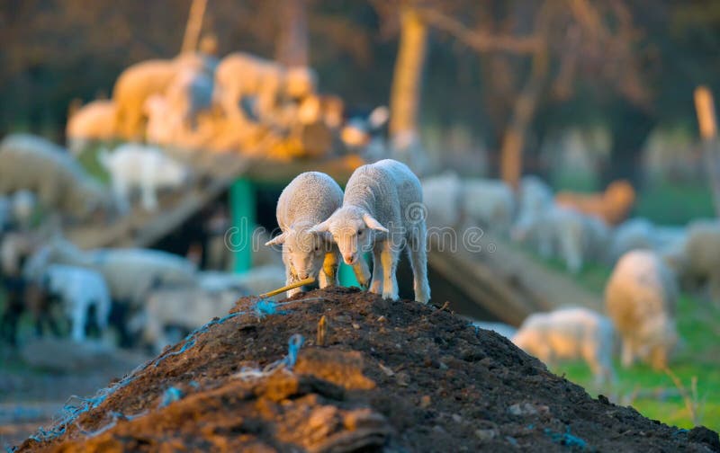 Cute Lambs Running at Farm in Spring Time Stock Image - Image of ...
