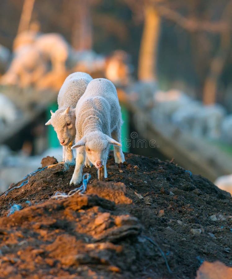 Cute Lambs Running at Farm in Spring Time Stock Image - Image of farm ...