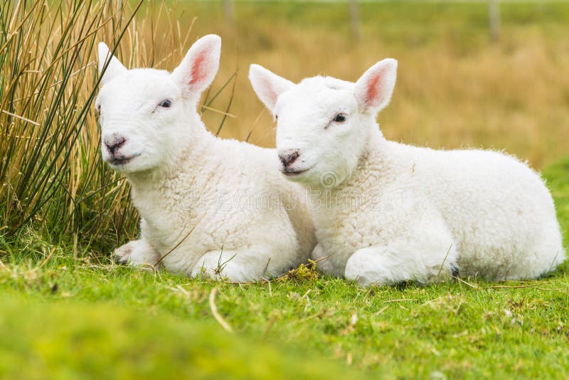 Cute lambs stock image. Image of nature, farming, spring - 46546197