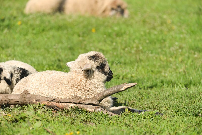 Cute Lambs Sleep Down in the Meadow Stock Image - Image of farm ...
