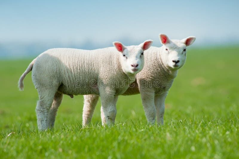 Two cute lambs stock photo. Image of animal, livestock - 6505226