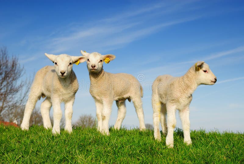 Cute lambs in spring stock image. Image of blue, grass - 5156371
