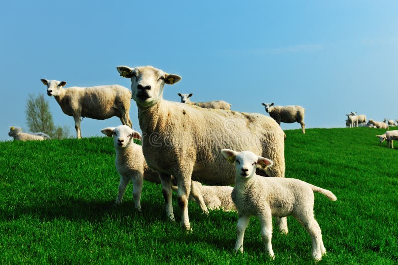 Cute lambs in spring stock image. Image of blue, grass - 5156371
