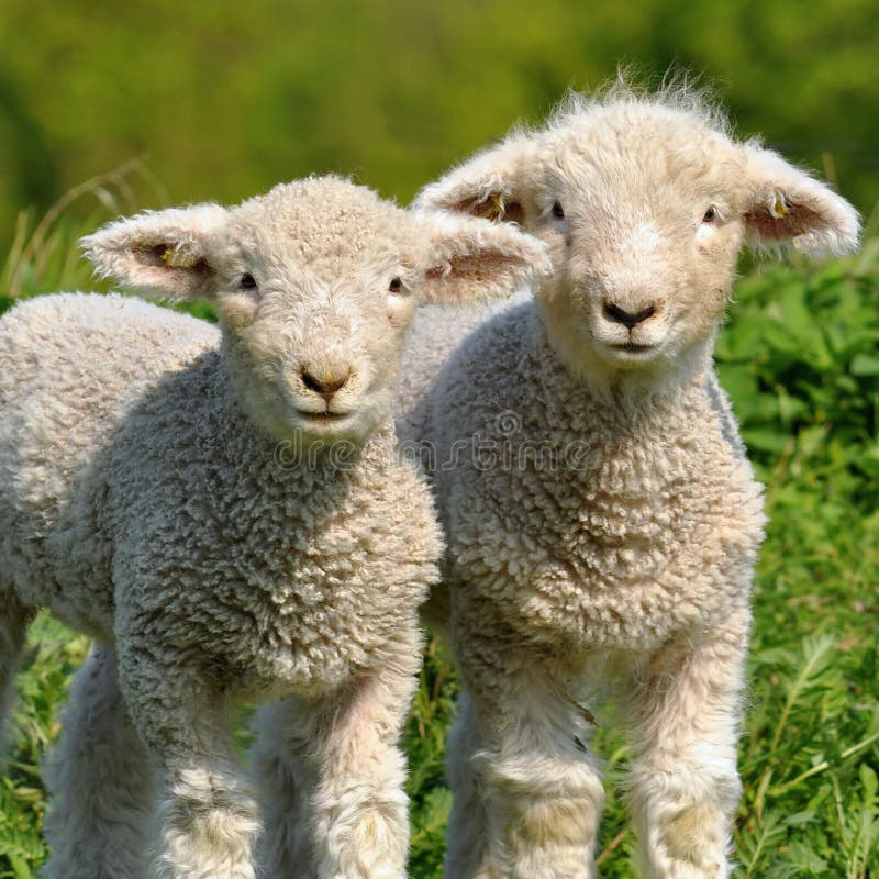 Two cute lambs stock photo. Image of curious, little, expectant - 9276112