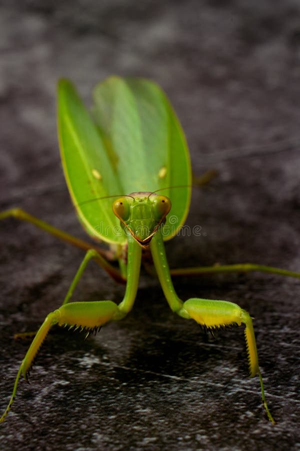 Cute Large Green Praying Mantis on a Dark Background Stock Photo ...