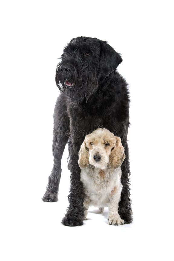 Cute large and small dogs stock photo. Image of companions - 11346820