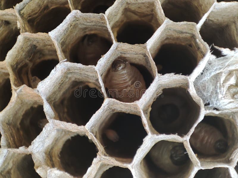Cute Larvae in the Forest Bee Hive Stock Photo - Image of cute, forest ...