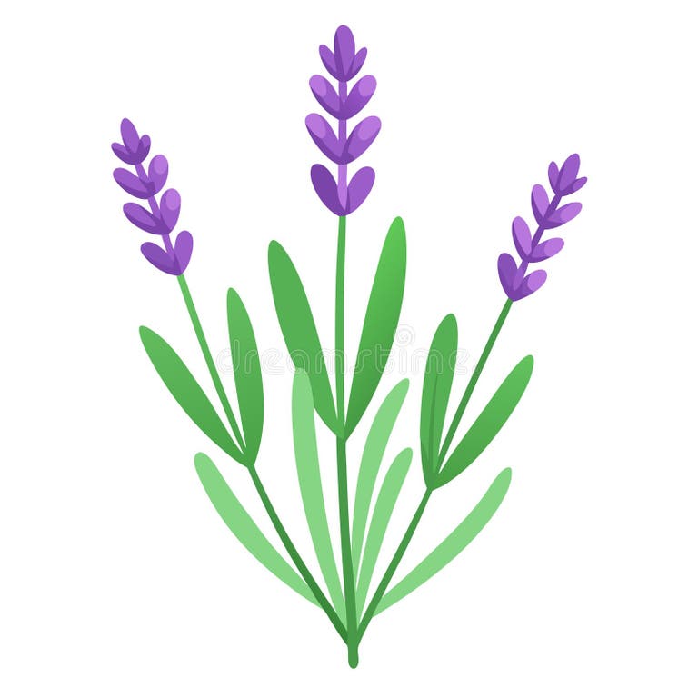 Cute Lavender Sprigs Vector Illustration for Decoration and Design ...