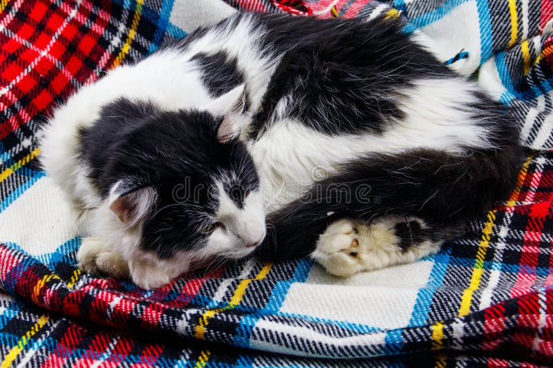 Cute Lazy Cat is Lying on Checkered Plaid Stock Image - Image of ...