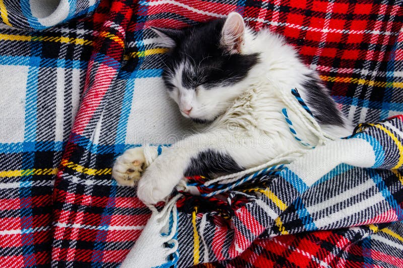 Cute Lazy Cat is Lying on Checkered Plaid Stock Photo - Image of ...