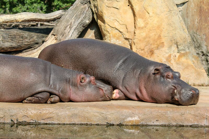 The Cute Lazy Hippos Are Relaxing Stock Image - Image of mammal, happy ...