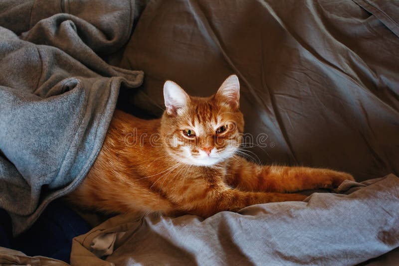 Cute Lazy Red Cat stock image. Image of bedroom, comfort - 71218871