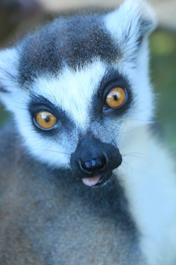 A cute lemur stock photo. Image of outdoor, lemur, monkey - 152679206