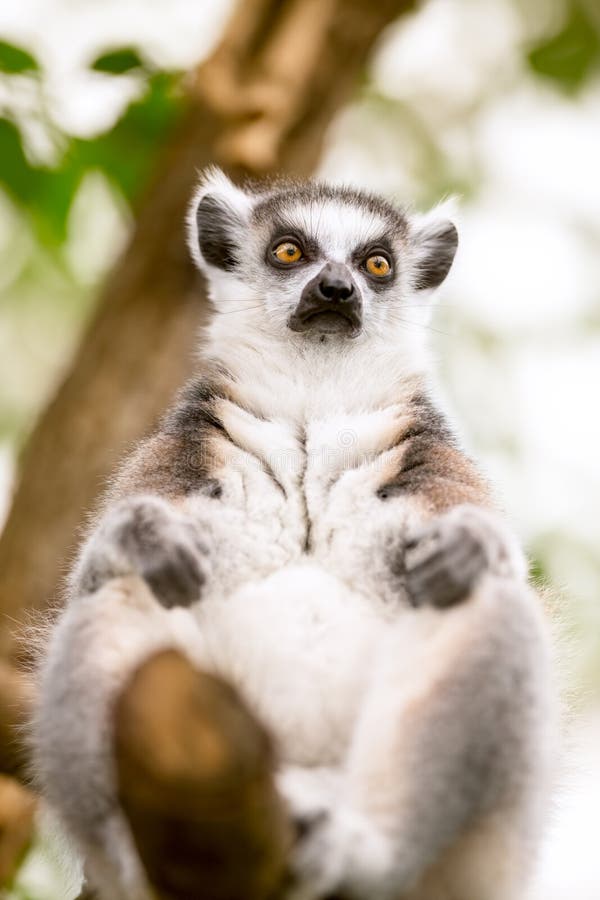 Cute lemur stock photo. Image of mammal, animals, life - 40390290