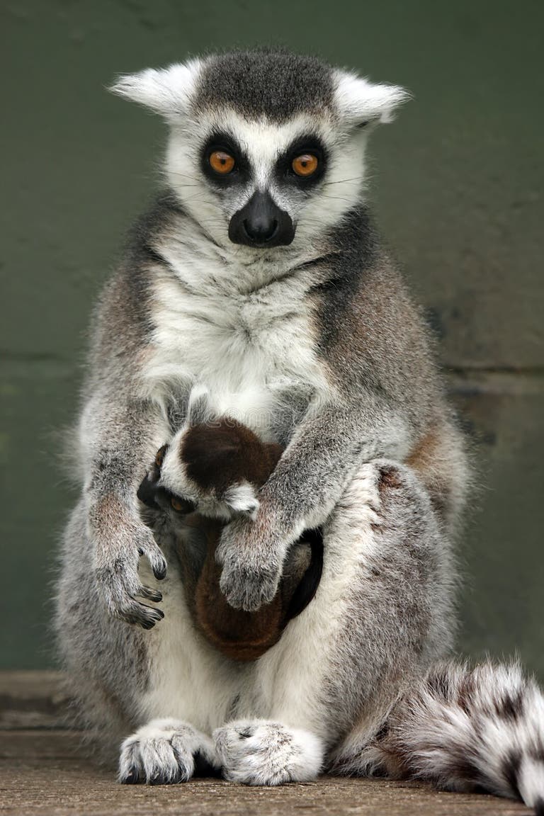 4,348 Cute Lemurs Stock Photos - Free & Royalty-Free Stock Photos from Dreamstime