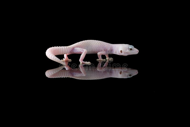 The Cute Leopard Gecko Isolated on Black Background Stock Image - Image ...