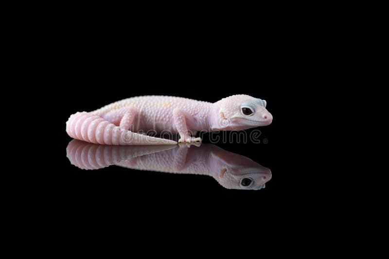 The Cute Leopard Gecko Isolated on Black Background Stock Image - Image ...