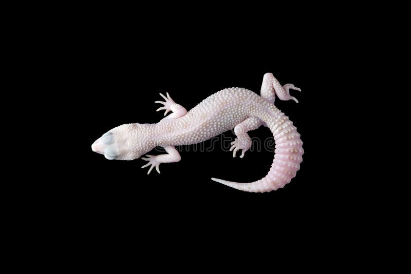 The Cute Leopard Gecko Isolated on Black Background Stock Image - Image ...