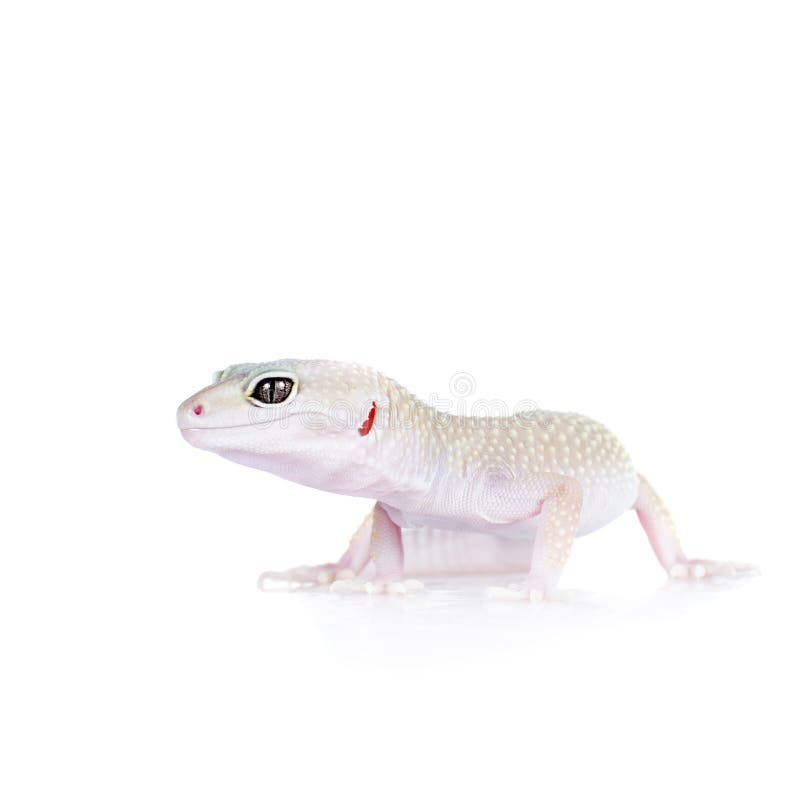 Cute Leopard Gecko on a White Background Stock Photo - Image of tremper ...