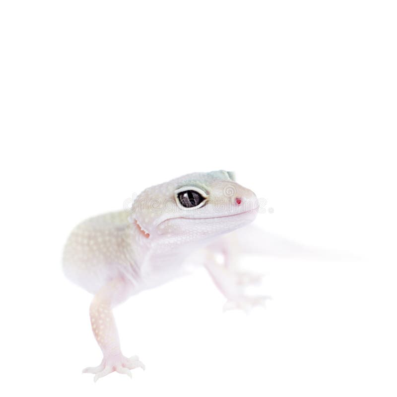 148 Leopard Gecko Foot Stock Photos - Free & Royalty-Free Stock Photos ...
