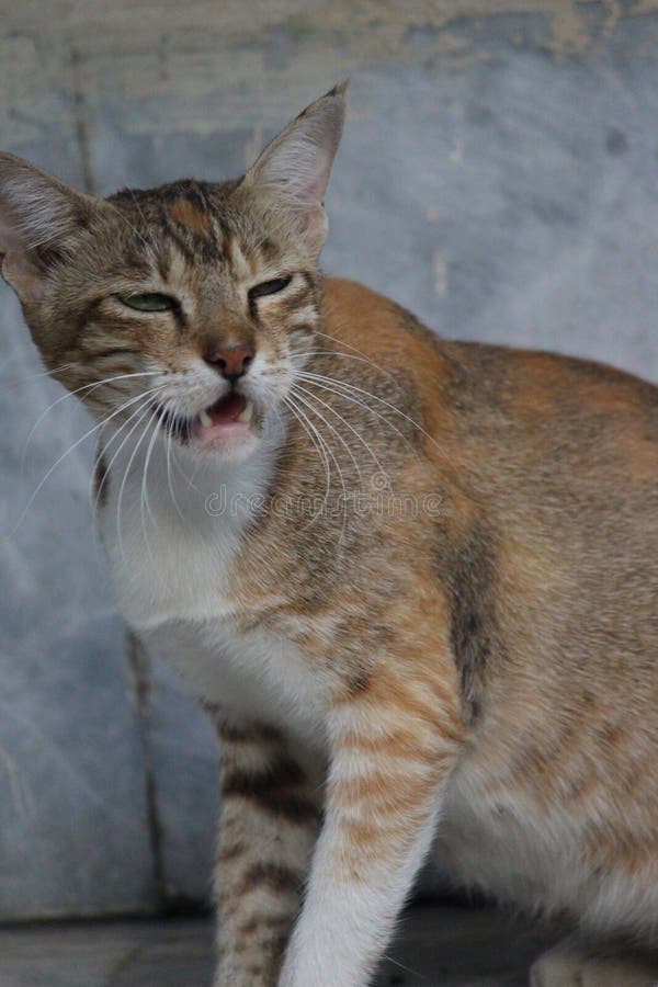 A grumpy and cute cat stock photo. Image of lahore, beauty - 148353588