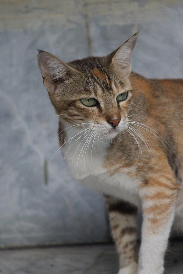 A grumpy and cute cat stock photo. Image of flower, grumpy - 148353644