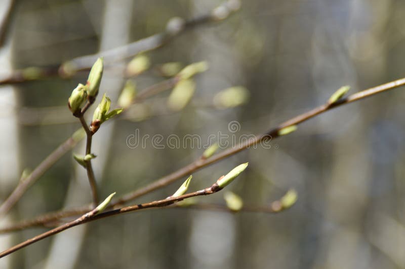 Cute and Light Green stock photo. Image of brightness - 374250744