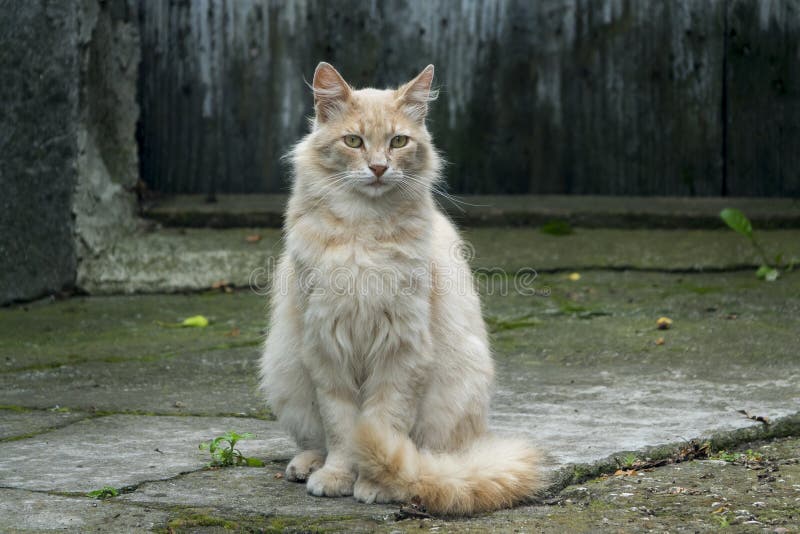 Cute Light Orange Cat Posing Stock Image - Image of portrait, feline ...