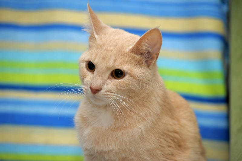 Cute Light Red Shorthair Cat Stock Image - Image of adorable, macro ...