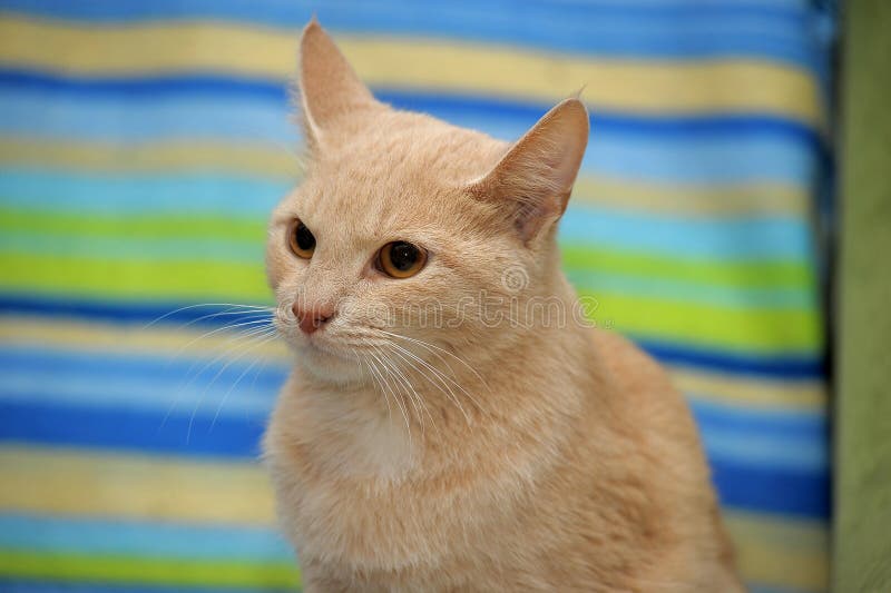 Cute Light Red Shorthair Cat Stock Image - Image of face, macro: 176991781