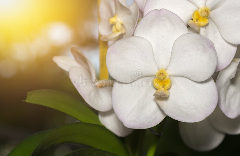 Cute Light White Vanda Flower Orchid Stock Image - Image of blooming ...