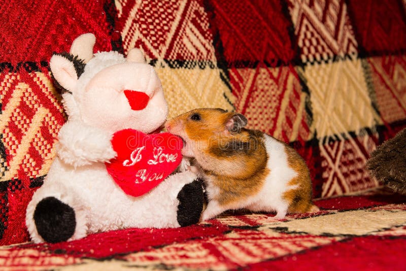 Cute liitle hamster stock image. Image of funny, nature - 87367483