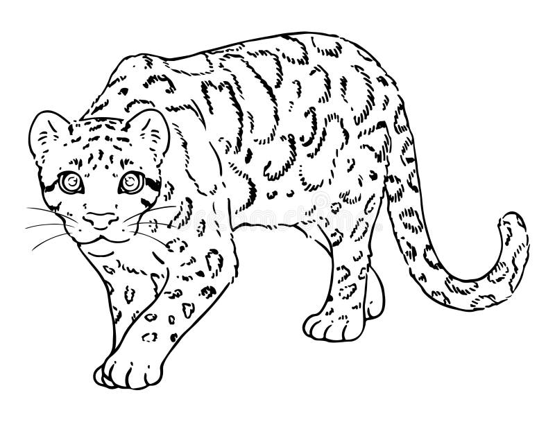 Cute Line Art Illustration of Clouded Leopard Stock Vector ...