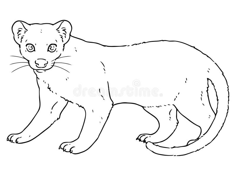 Cute Line Art Illustration of Fossa Hand Drawn Stock Vector ...